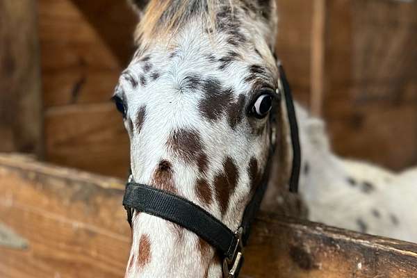 Bay Lepord Walkaloosa Yearling