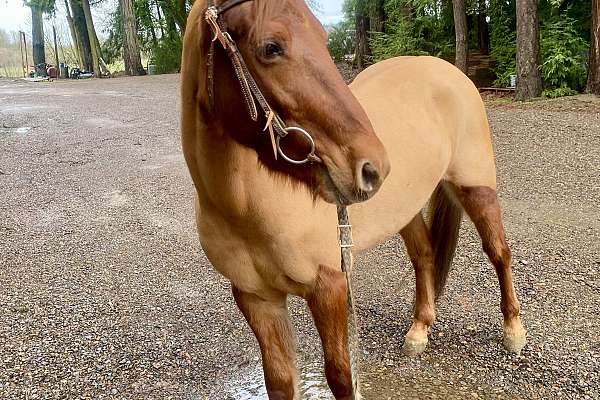 Cute QH Gelding - Need Sold Asap