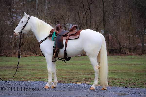 Fancy Lippizaner Quarter Horse Crossbred Mare, Rides Very Nice, Gentle