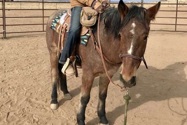 BLM Mustang Filly From Maverick-Medicine Hma
