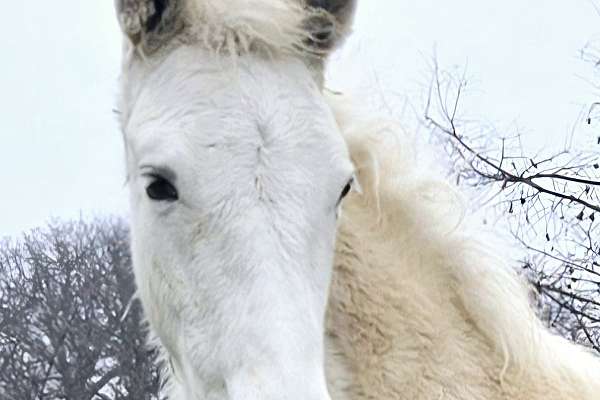 Rare Solid White TWH Gaited Filly-Will be Tall