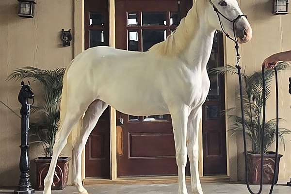 Rare Solid White TWH Gaited Filly-Will be Tall