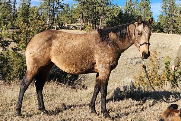 QH Mare Reg As Solid Paint APHA