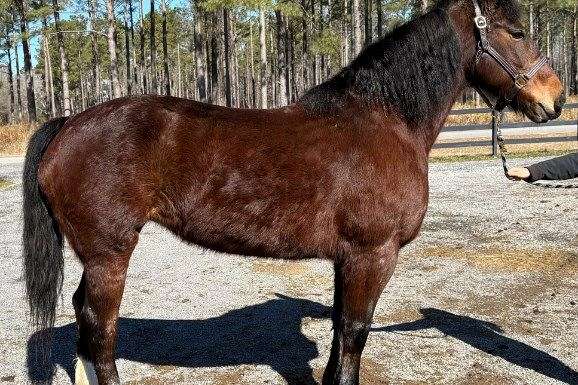 Bay Draft Cross Mare