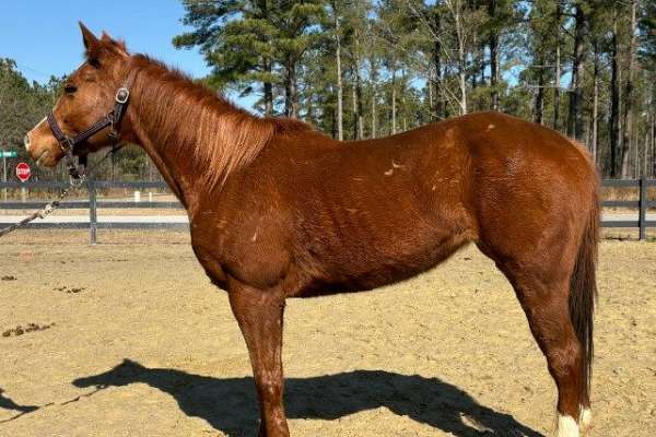 Sorrel QH Mare