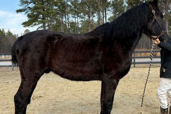 Black Percheron Gelding