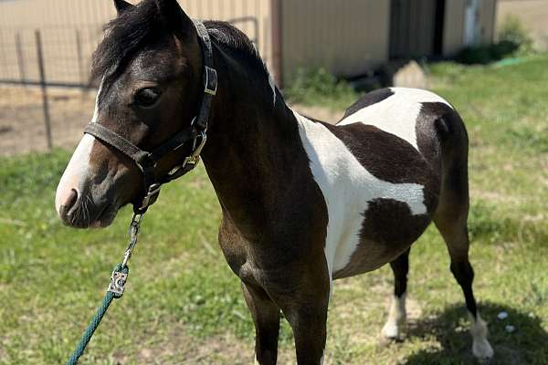 2 Year Old Bay Pinto ASPC/AMHR Colt - Homozygous Black, Heterozygous Tobian