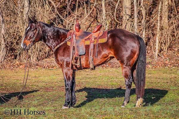 Fancy, Experienced, Versatile, and Responsive AQHA Well Bred Bay Mare