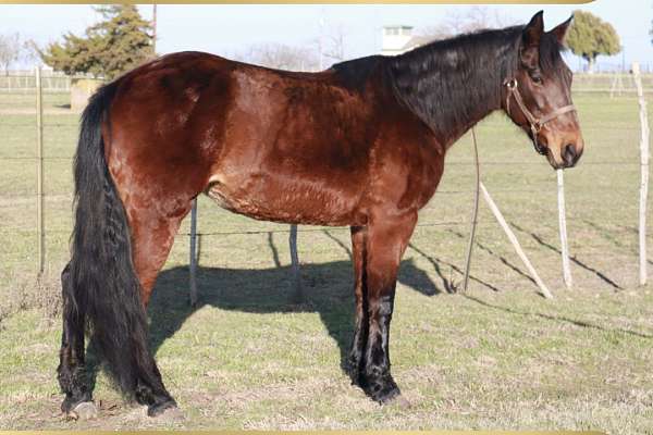 Sharly Brown W. - Registered Missouri Fox Trotter