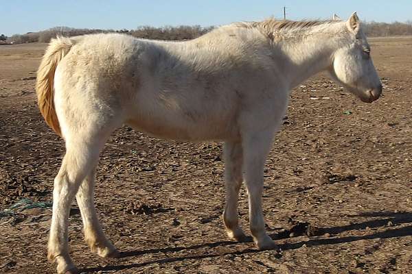 Cremello Fire Water Flit / Frenchmans Guy Bred Broodmare. Producer.