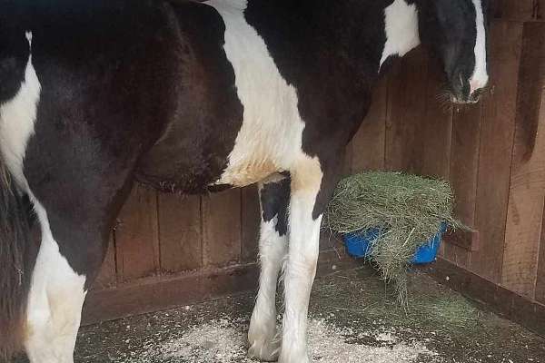 Gorgeous Gypsy Vanner Percheron Cross