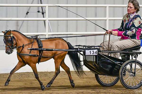 Bay Country Pleasure Driving Stallion a/R Registered