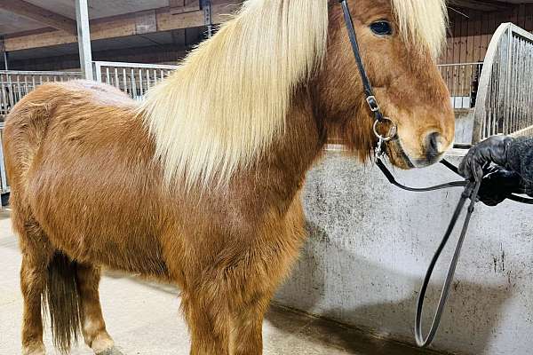 Unflappable, Boom Proof, Beginner Safe, Icelandic Gelding