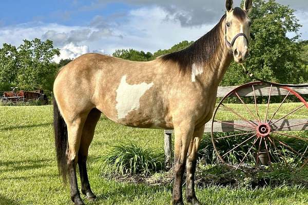 Buckskin and White 3/4 Standardbred Racking Mare