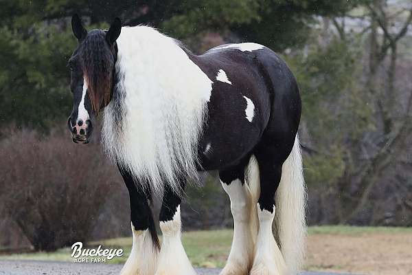 Finn Watson, an 8-Year-Old, 15.1-Hand Tobiano Gypsy Vanner Gelding