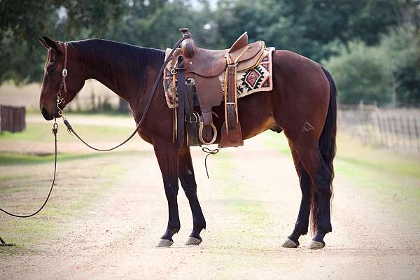 Watch Video! Versatile Western/English AQHA Grandson of Metallic Cat