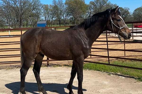 2024 Connemara/TB Gelding