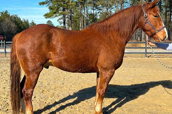 Belgian Morgan Cross