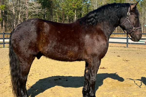 Percheron Cross Gelding