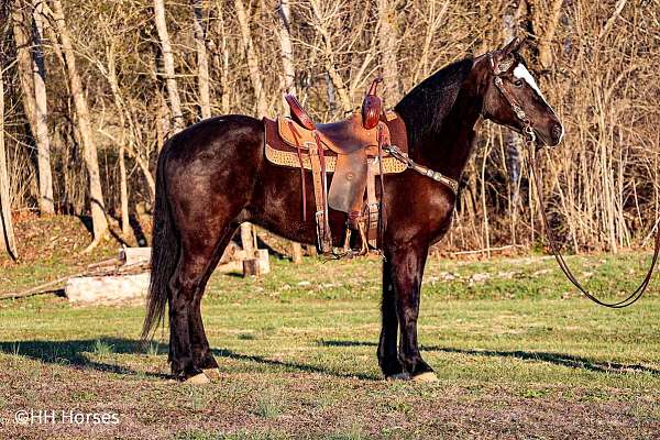 Super Nice Paint Morgan Crossbred Gelding, Rides and Drives, Gentle