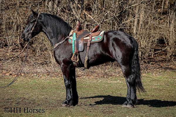 Big, Fancy, and Super Stylish Black Friesian Quarter Horse Crossbred