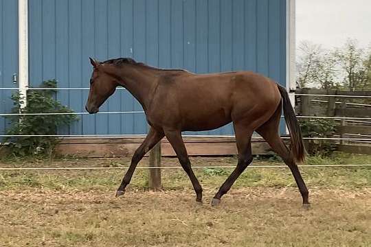 Gorgeous Yearling AQHA/APHA Filly