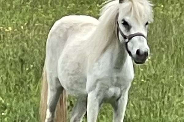Shetland Pony Mare