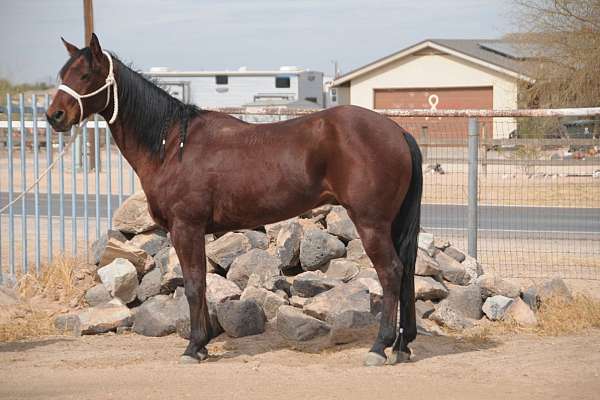 Started Rope & Ranch Gelding