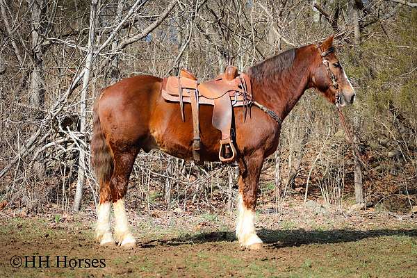 Cool Unique Chestnut Morgan SHIRE Crossbred Gelding, Ride Drive