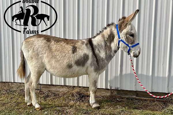 Super Friendly Spotted Jenny