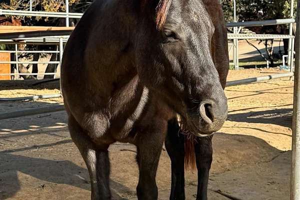 Awesome Trail Horse AQHA Blue Roan Mare 5 Years Old