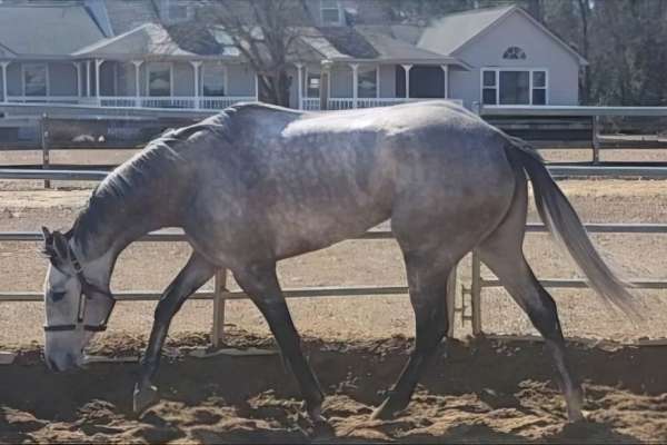 Gigi- 4yo 16.1hh OTTB Mare
