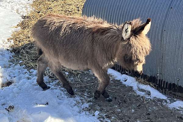 Miniature Donkey Jack