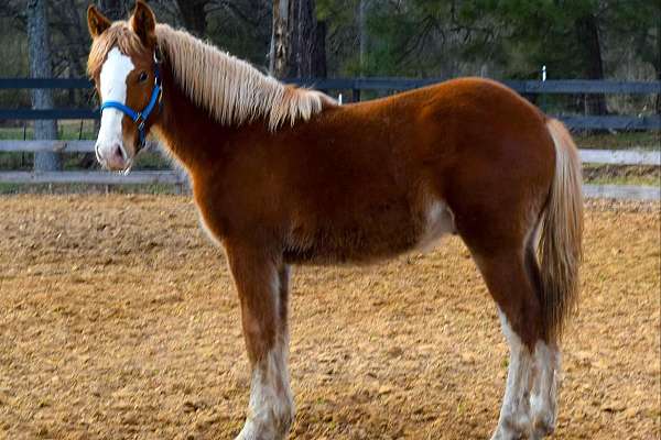 Gypsy Vanner/ Perch/ QH Cross