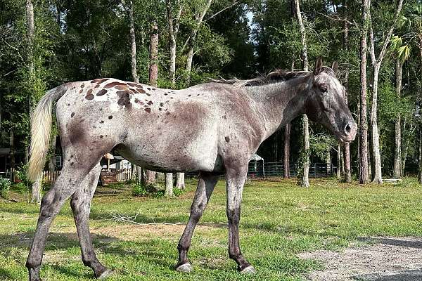 Flashy Project Stallion