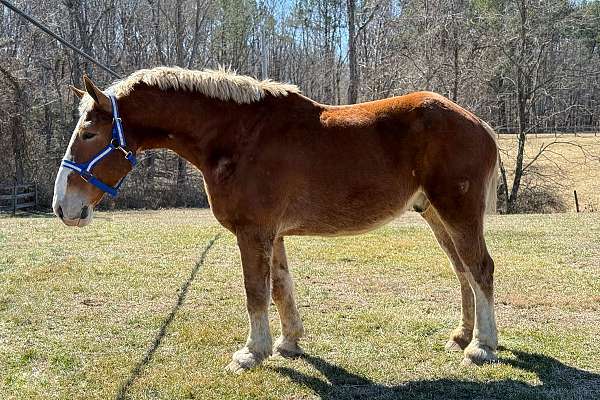 Beautiful Safe Belgian Gelding
