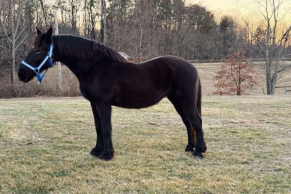 Gorgeous Beginner Safe Mare