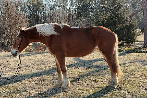 Lovely Belgian Mare