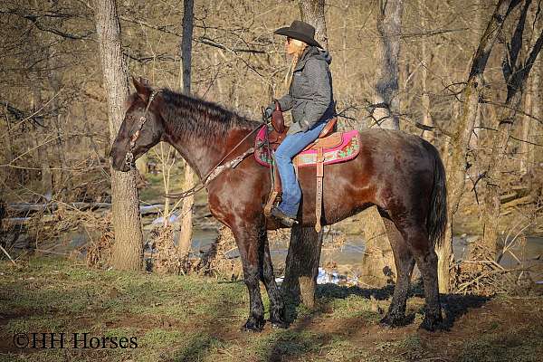 Extraordinary Gentle, Quiet, Safe and Honest Black Percheron Morgan Mare