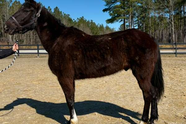 Morgan Cross Gelding