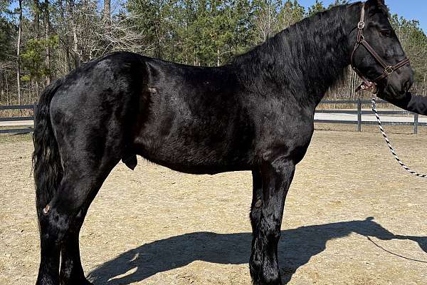 Pretty Percheron Gelding