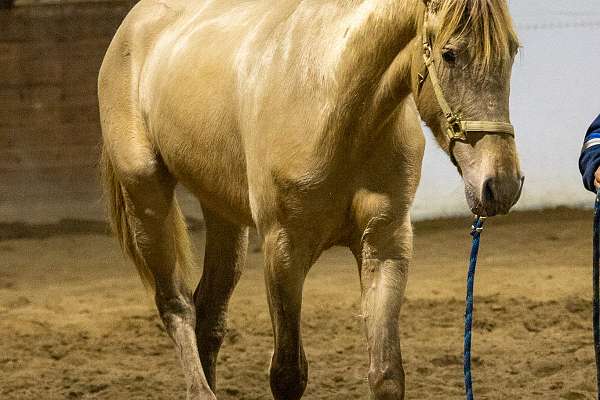 Isabelo Double Pearl PRE Andalusian Mare
