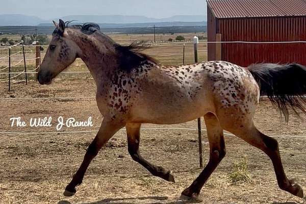 2 Year Old Friesian X Knabstrupper Filly