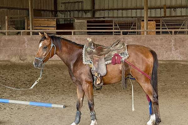 Stunning Registered Bay Pinto Colt