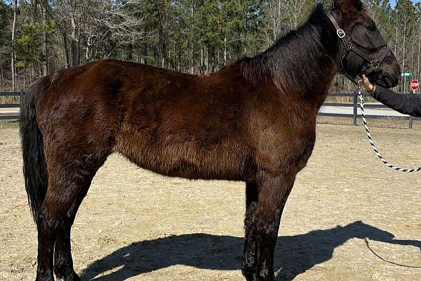 Black Crossbred Mare