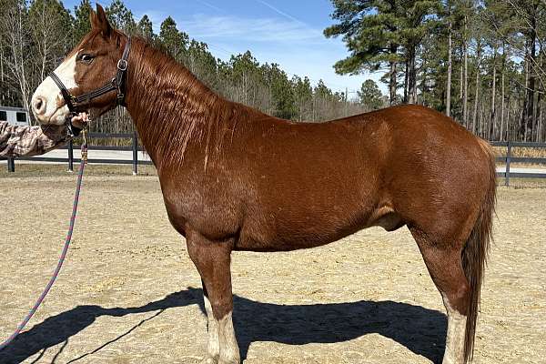 Sorrel QH Gelding
