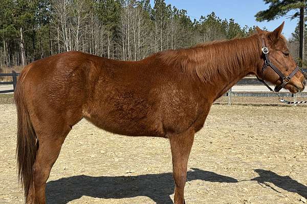 Sorrel QH Gelding