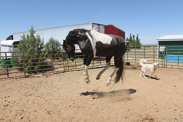 Tennessee Walker Stallion