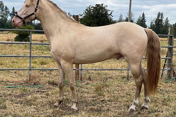 Perlino Andalusian Stallion ANCCE Inscribed Seattle Washington