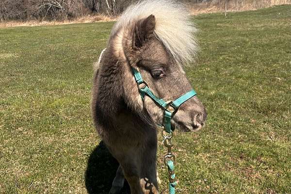 Beautiful Miniature Pony